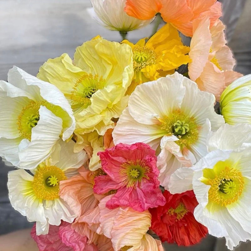 Poppy Seeds for Planting - Etsy