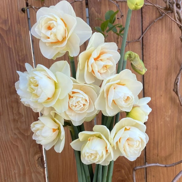 Narcissus Bulbs - Etsy