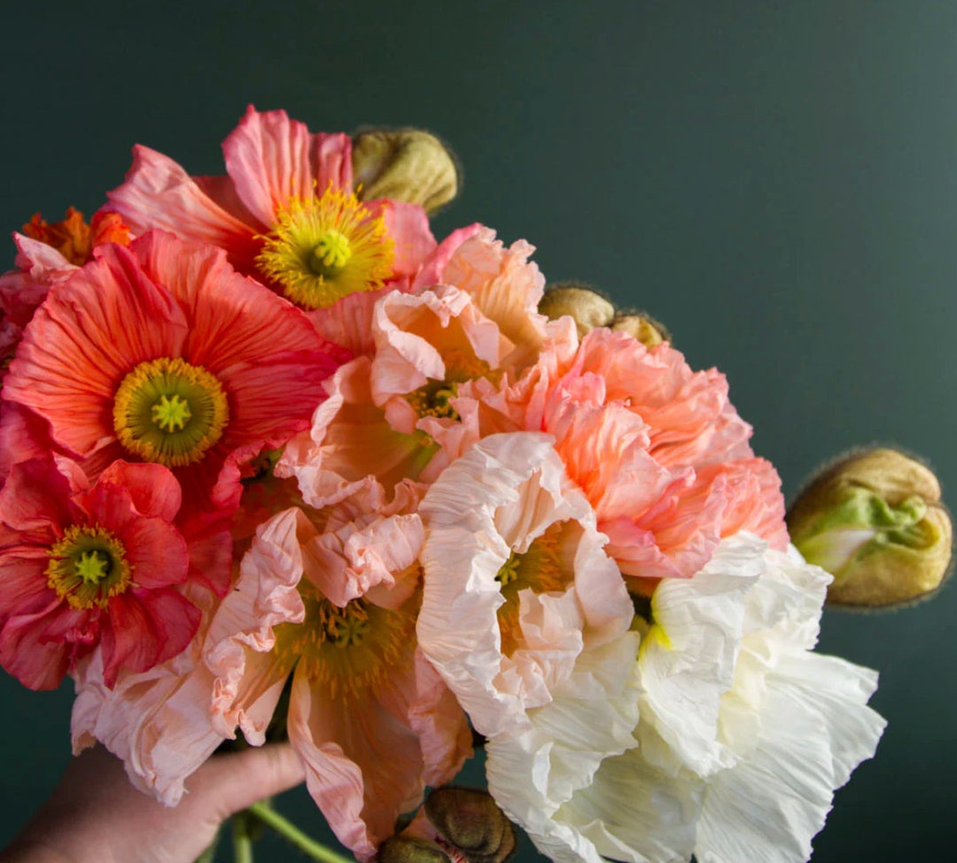 Colibri Iceland Poppy "dolce Vita" Mix - Pastel Sherbert - 50 Seeds ...