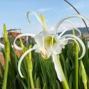 Peruvian Daffodil - Hymenocallis Festalis - FREE Shipping! - Etsy