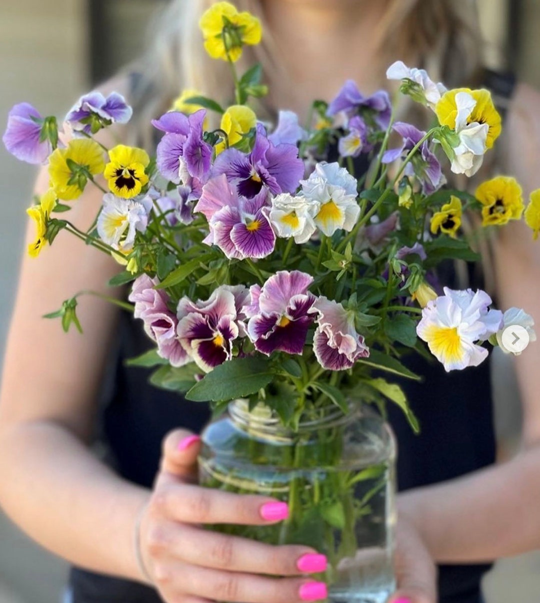 Italian Viola Appassionato Flamenco Mix, Cutting Pansy, 50 Seeds - Etsy