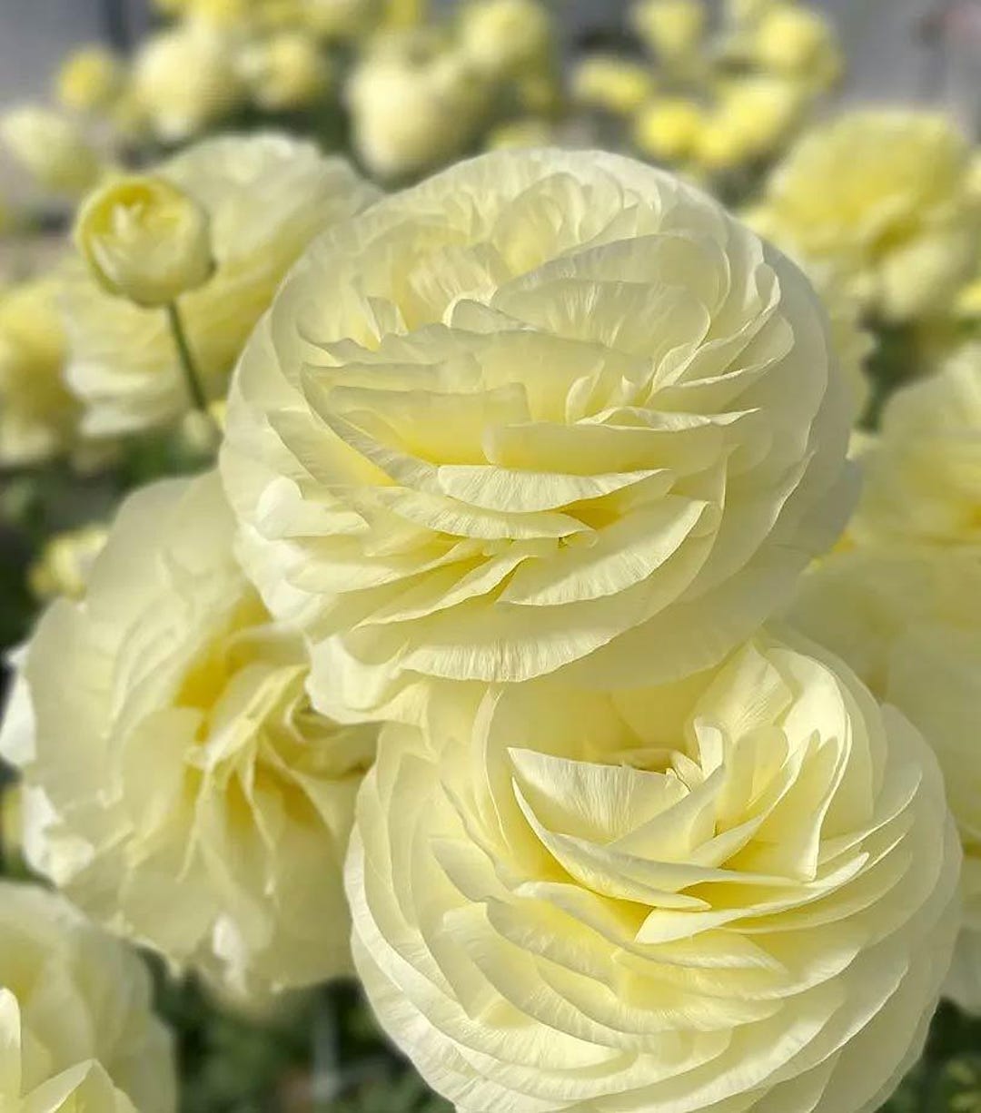 Elegance 'creama' (size 5/7): Italian Ranunculus Corms Light Yellow ...