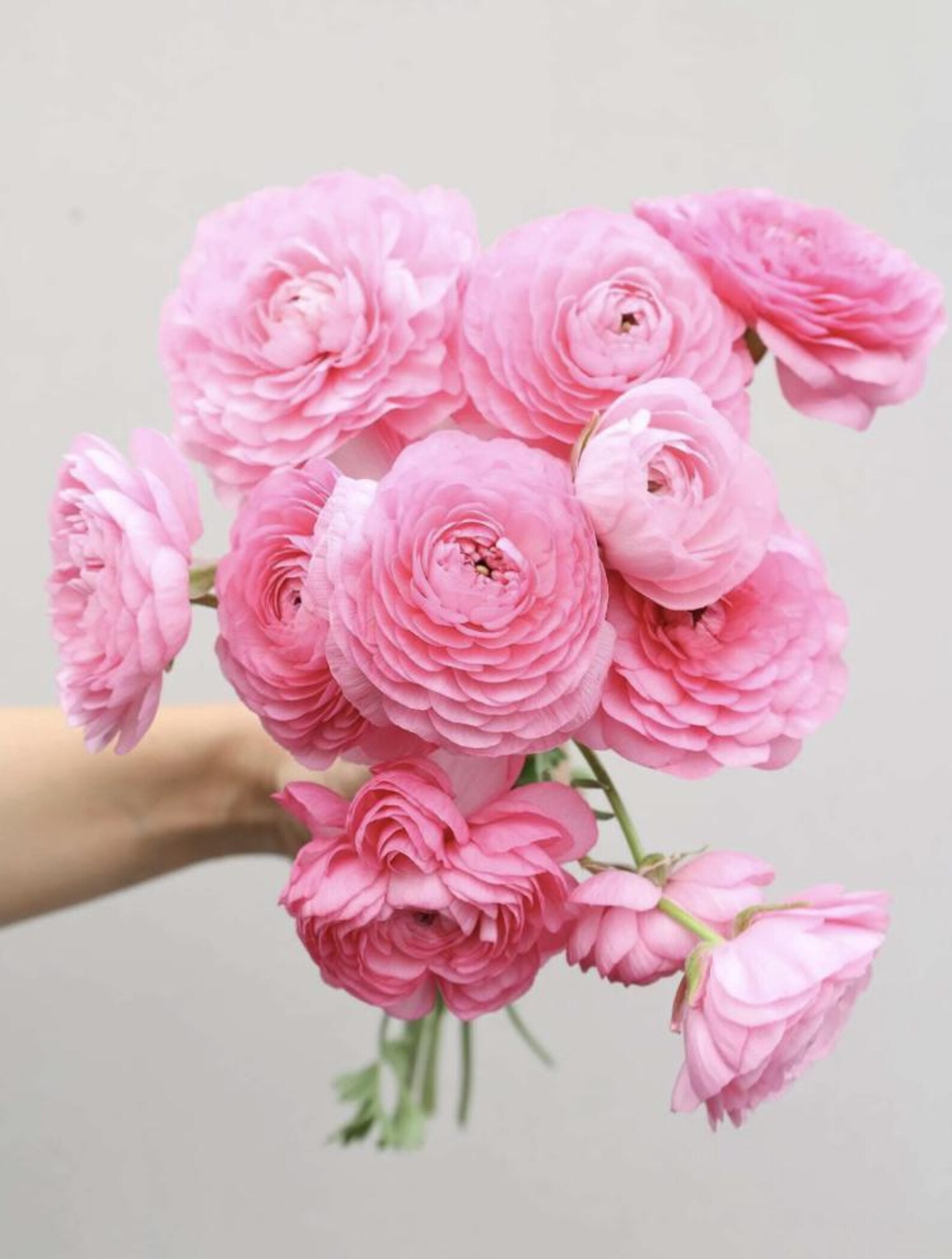 Elegance 'rosa' (size 5/7): Italian Ranunculus Corms, Pink, FREE ...