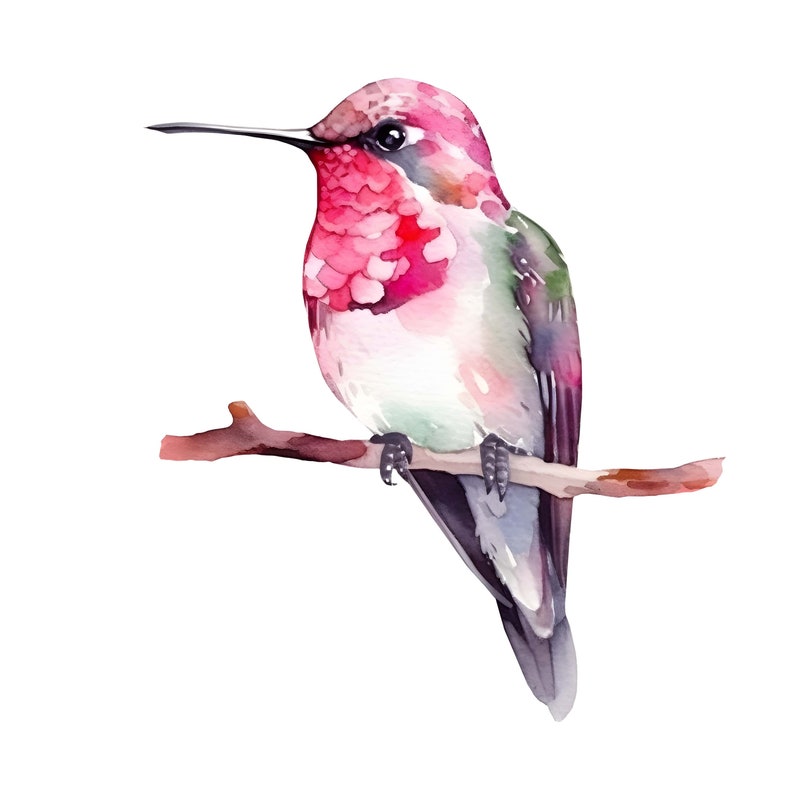 15 Watercolor Hummingbird Clipart, Aquarelle Hummingbird Clipart ...