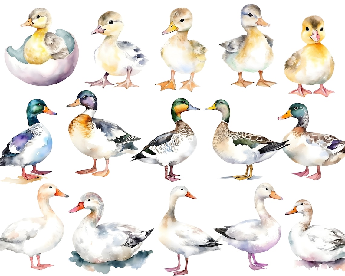 15 Watercolor Duck Clipart, Aquarelle Drawing Duck Clipart, Farm Animal ...
