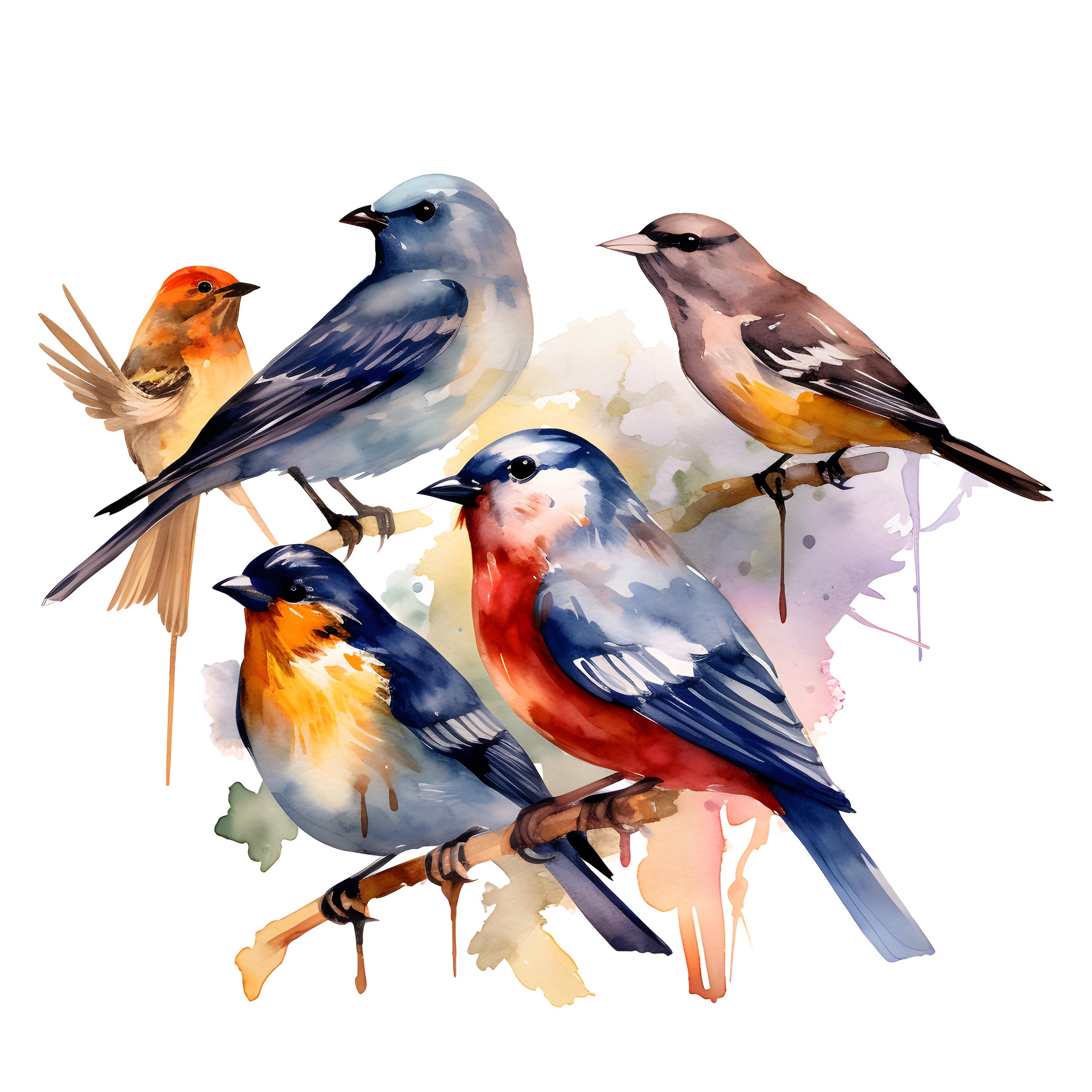 15 Watercolor Bird Clipart, Aquarelle Bird Clipart, PNG, T-shirt Design ...