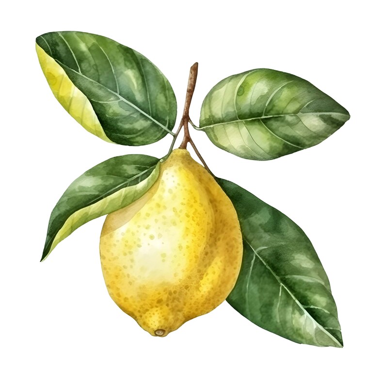 15 Watercolor Citrus Fruit Clipart, Aquarella Citruses Food Clipart ...