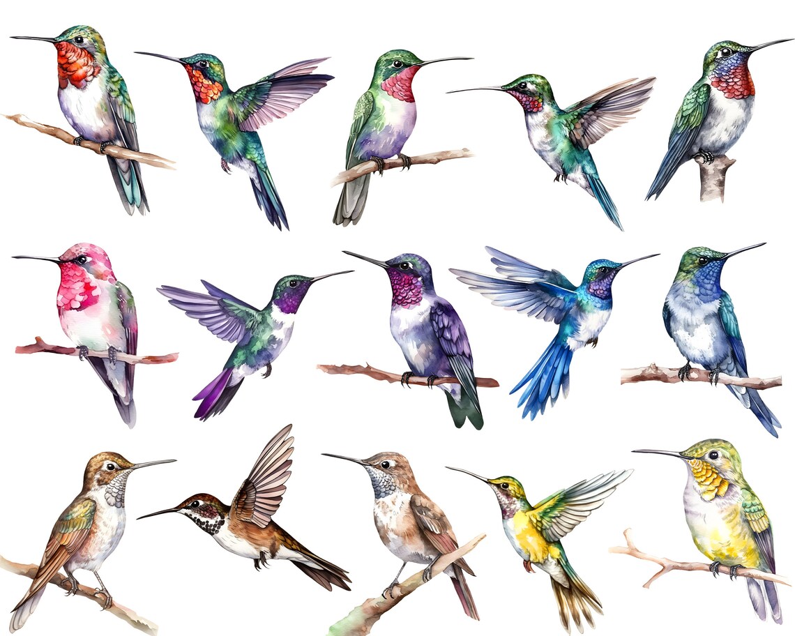 15 Watercolor Hummingbird Clipart, Aquarelle Hummingbird Clipart ...