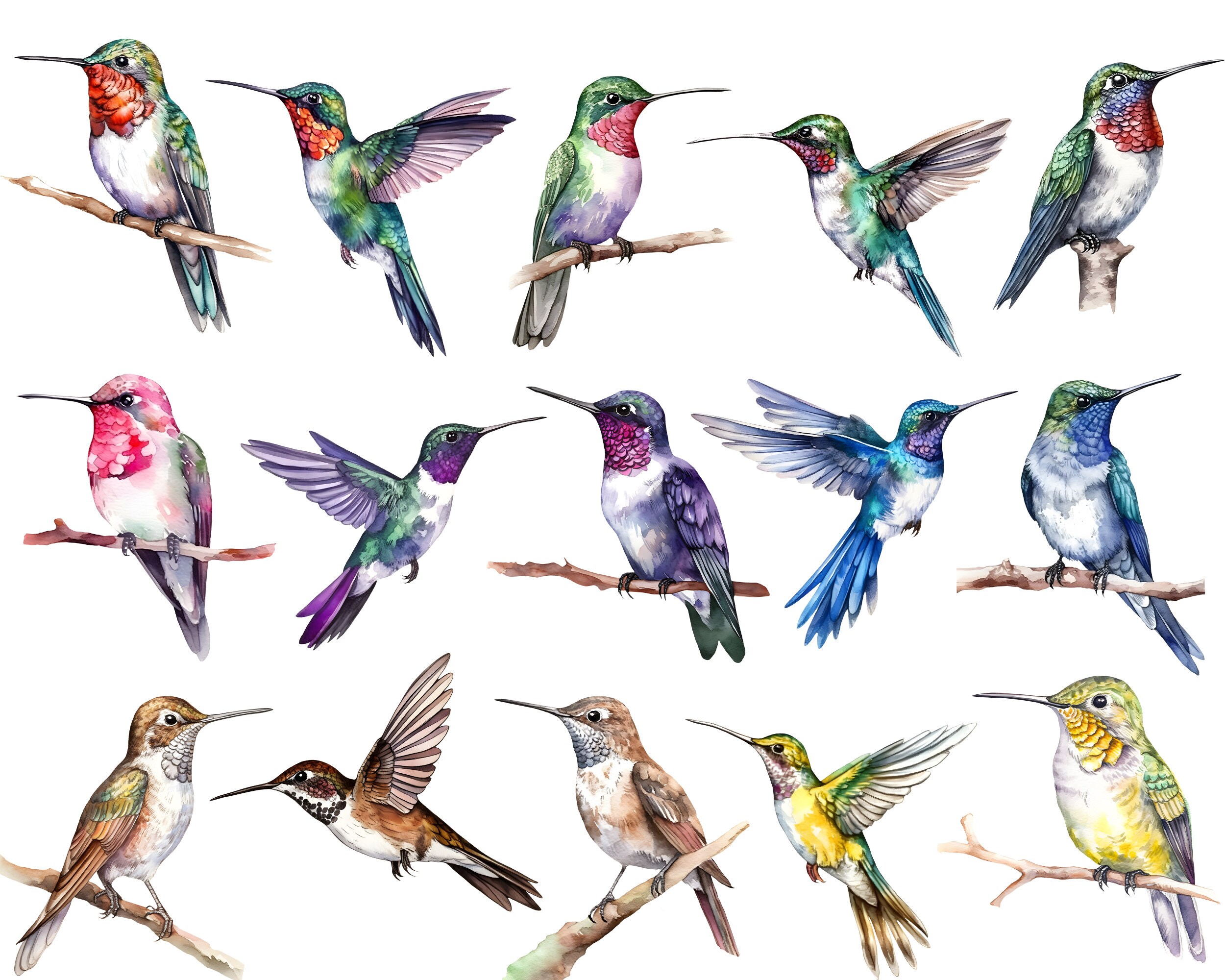 15 Watercolor Hummingbird Clipart, Aquarelle Hummingbird Clipart ...
