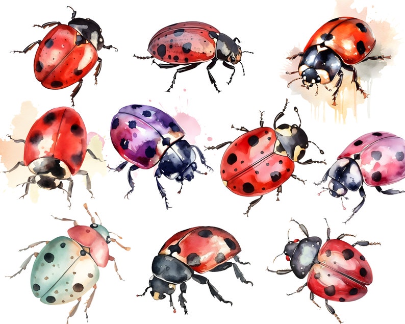 10 Watercolor Ladybugs Clipart Aquarelle Ladybugs Clipart - Etsy