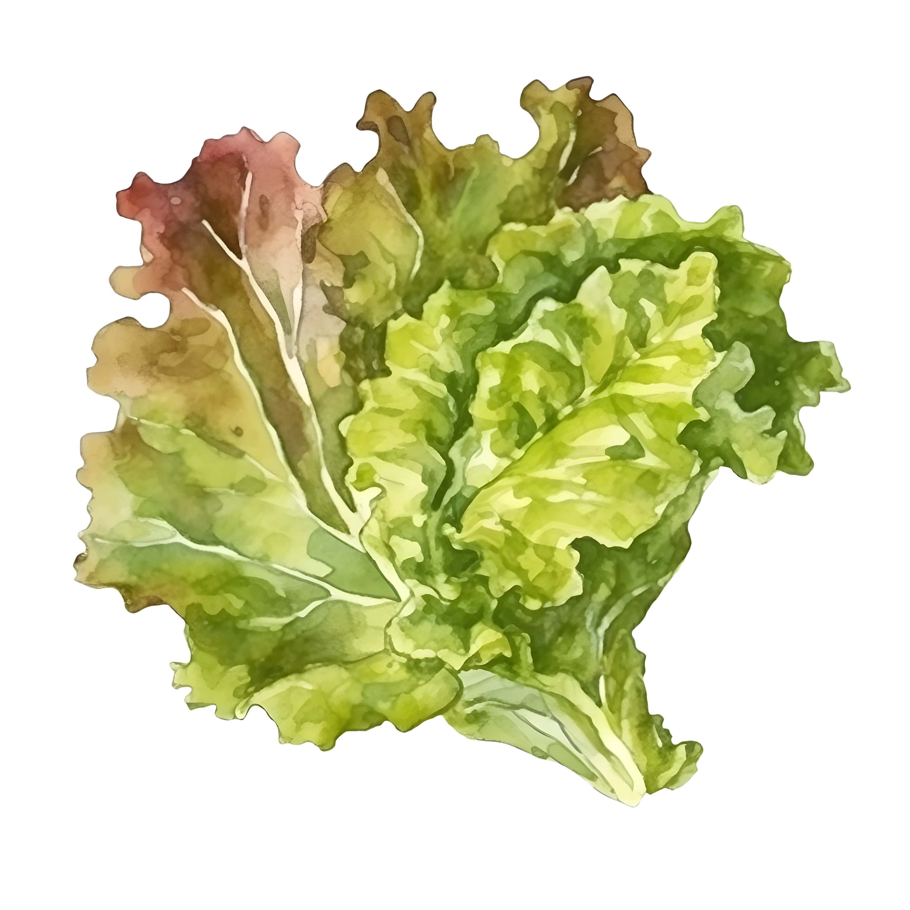 20 Watercolor Vegetables Clipart, Aquarelle Vegetables Clipart, Farm ...