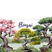 20 Watercolor Bonsai Tree Clipart Aquarelle Drawing Bonsai - Etsy