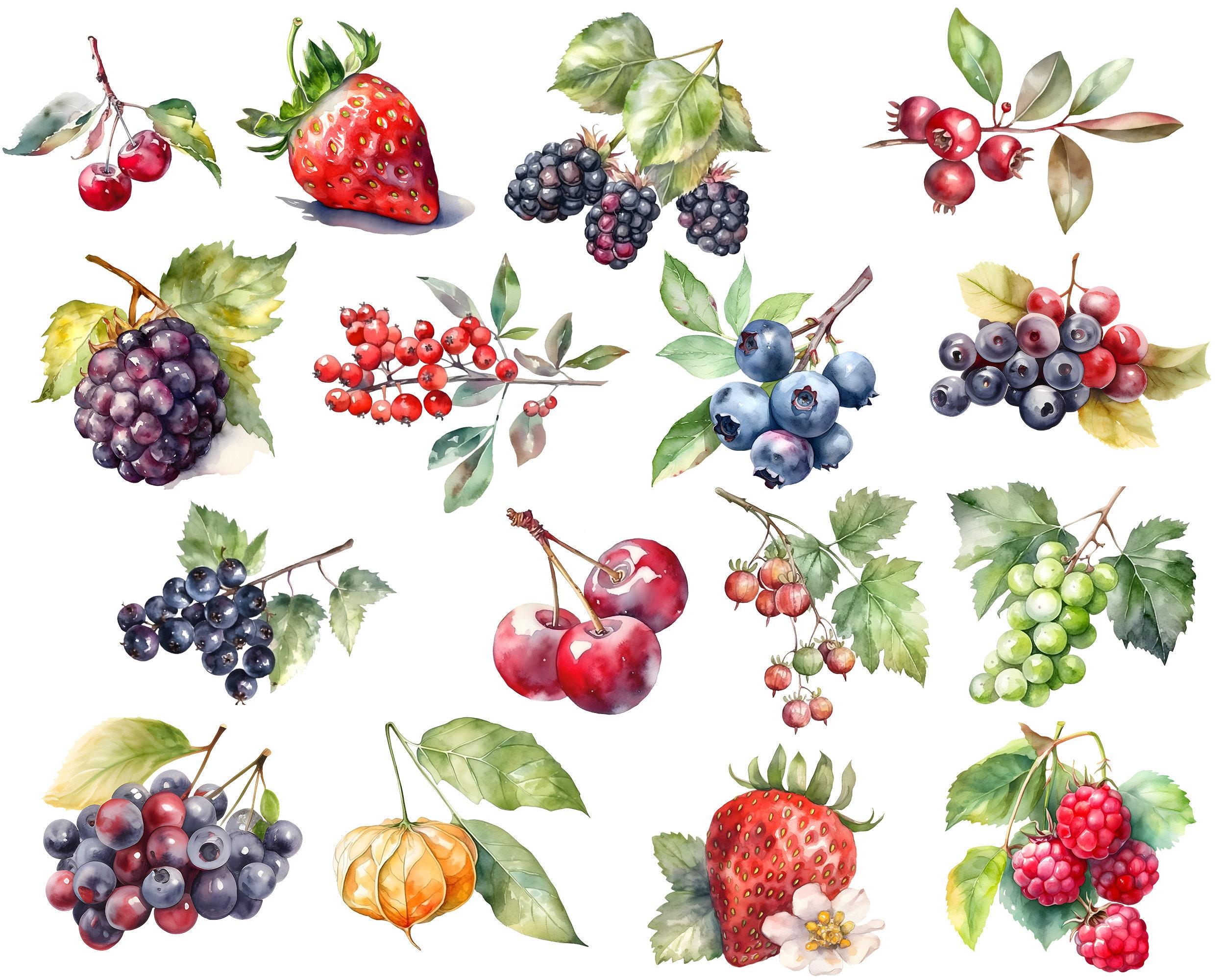 20 Watercolor Berry Clipart, Aquarella Berry Clipart, Food Clipart, PNG ...