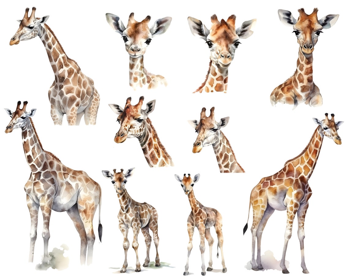 10 Watercolor Giraffe Clipart, Aquarelle Giraffe Clipart, Savanna ...