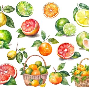 15 Watercolor Citrus Fruit Clipart, Aquarella Citruses Food Clipart ...