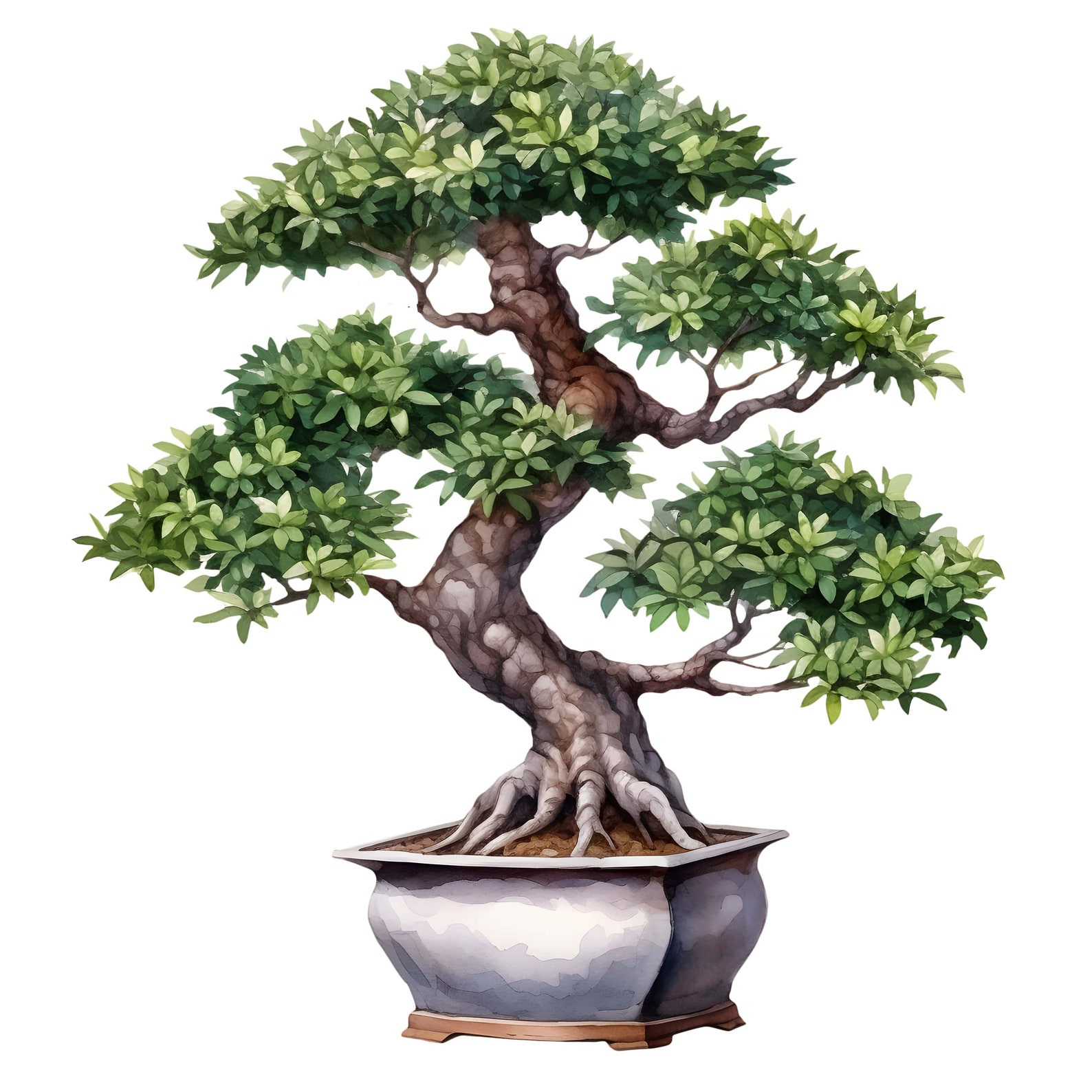 20 Watercolor Bonsai Tree Clipart, Aquarelle Drawing Bonsai Tree ...