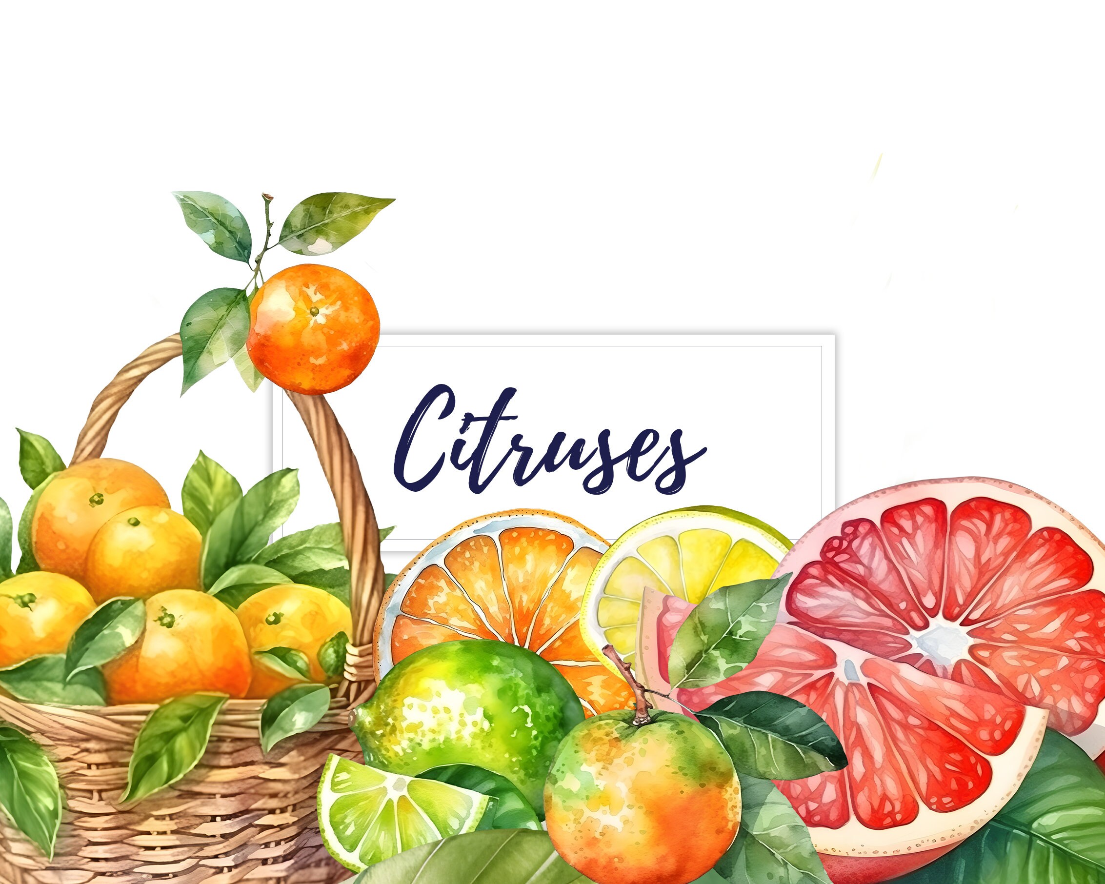 15 Watercolor Citrus Fruit Clipart, Aquarella Citruses Food Clipart ...