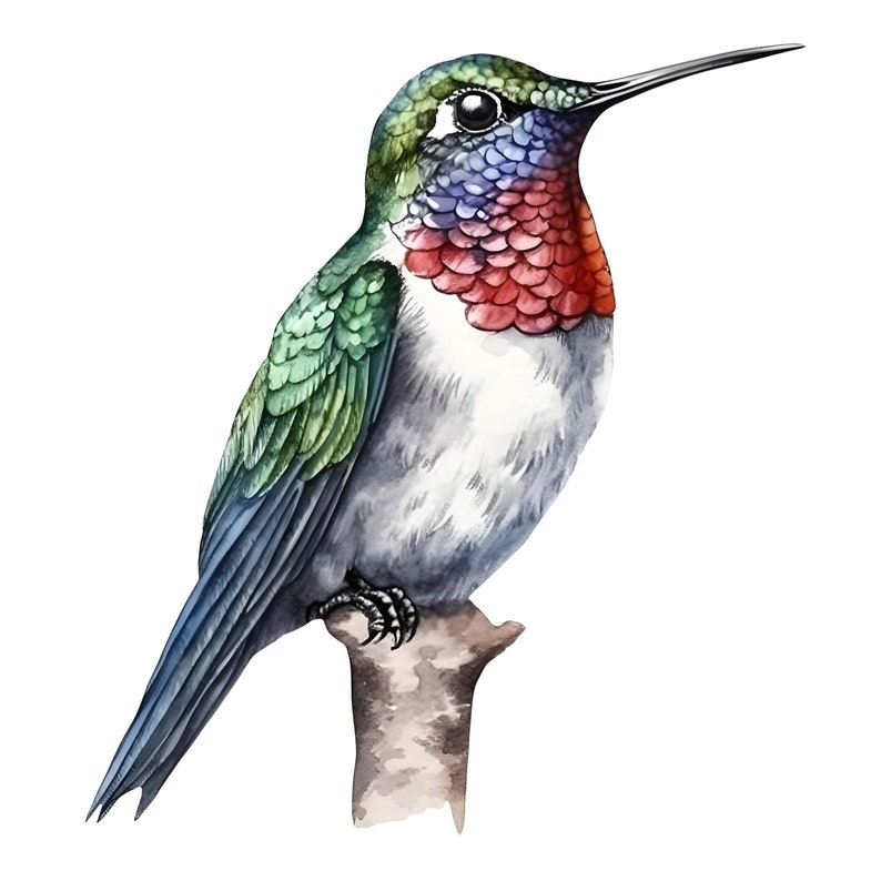 15 Watercolor Hummingbird Clipart, Aquarelle Hummingbird Clipart ...