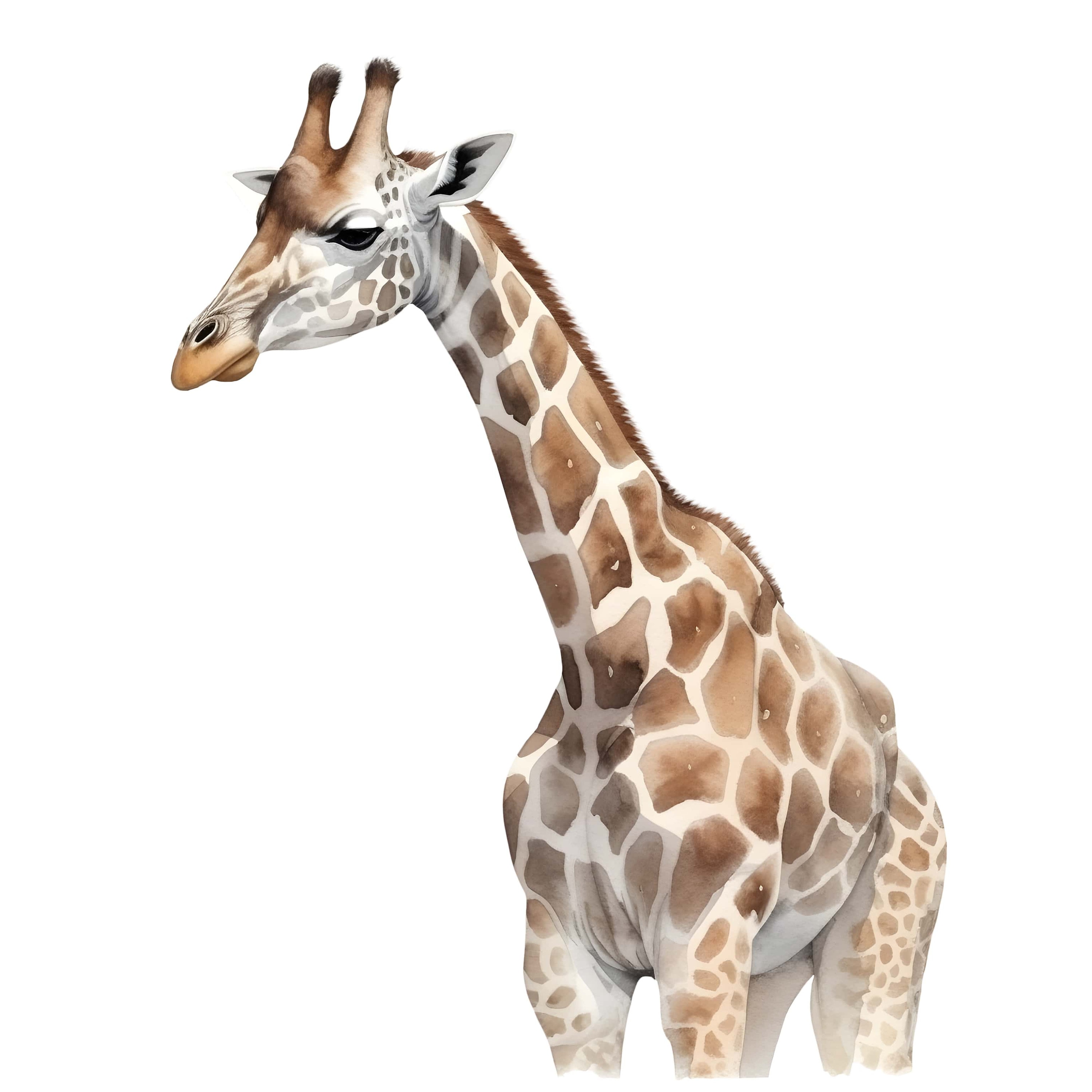 10 Watercolor Giraffe Clipart, Aquarelle Giraffe Clipart, Savanna ...