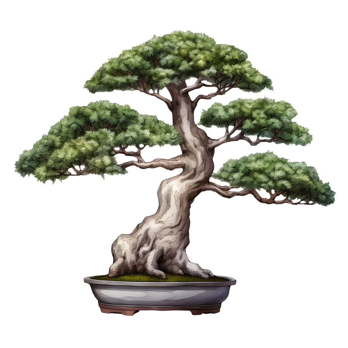 20 Watercolor Bonsai Tree Clipart Aquarelle Drawing Bonsai - Etsy