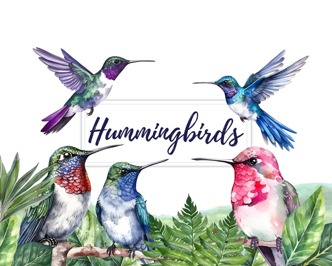 15 Watercolor Hummingbird Clipart, Aquarelle Hummingbird Clipart ...