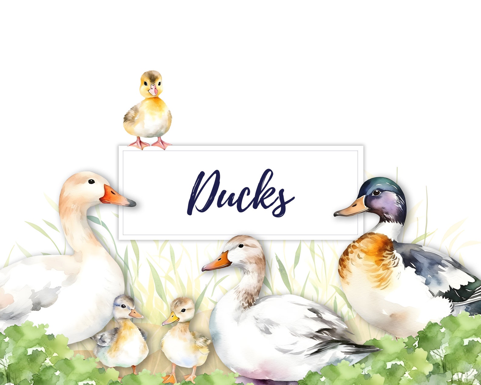 15 Watercolor Duck Clipart, Aquarelle Drawing Duck Clipart, Farm Animal ...