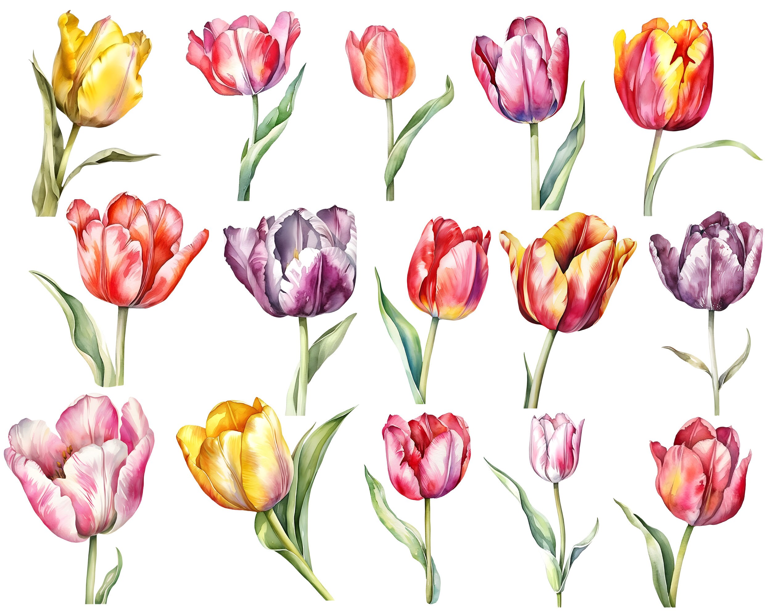 15 Watercolor Tulip Clipart, Aquarelle Tulip Flower Clipart PNG, T ...