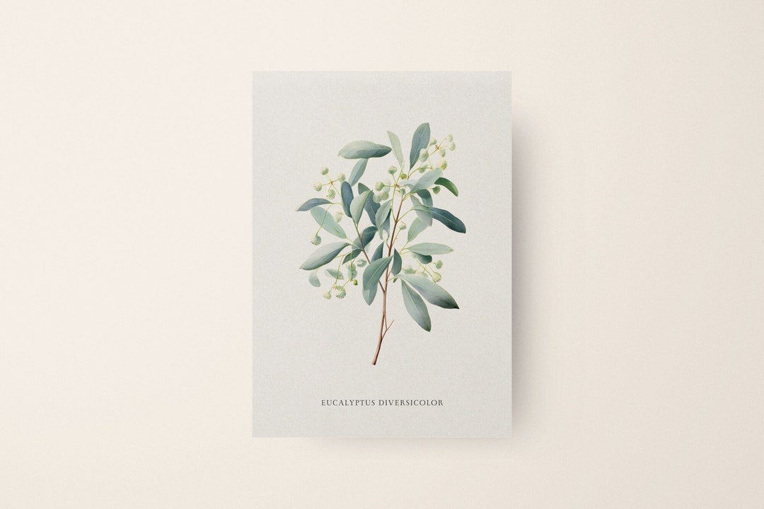 Eucalyptus Retro Botanical Wall Art Print, Modern Boho Living Room ...