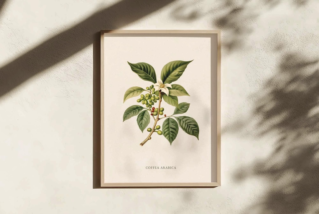 Coffee Arabica Botanical Print: Retro Boho Wall Art (digital Download ...