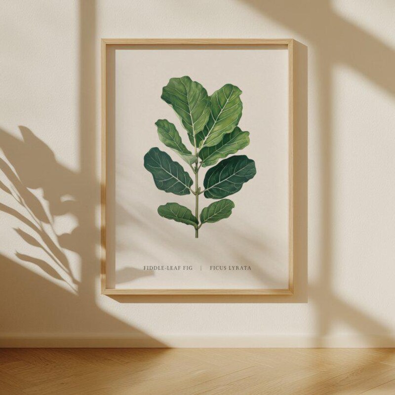 Fiddle Leaf Fig Tree - Etsy
