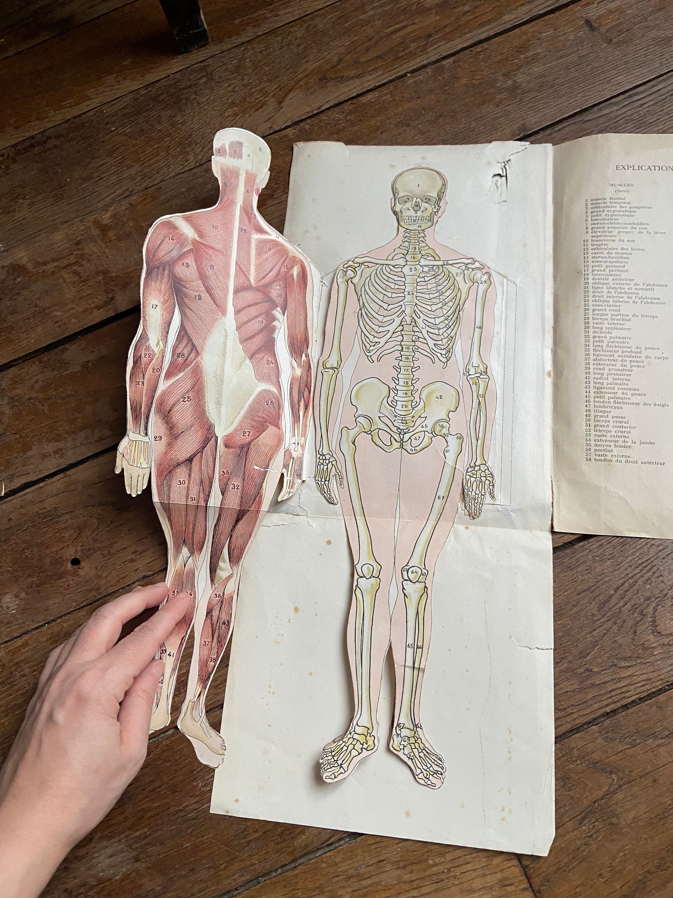 French Vintage Anatomy Pop-up Illustration From the 1920’s of a Man ...