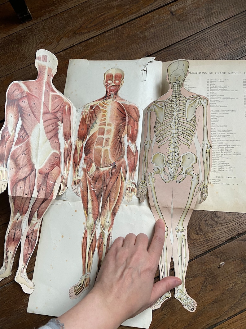 French Vintage Anatomy Pop-up Illustration From the 1920’s of a Man ...