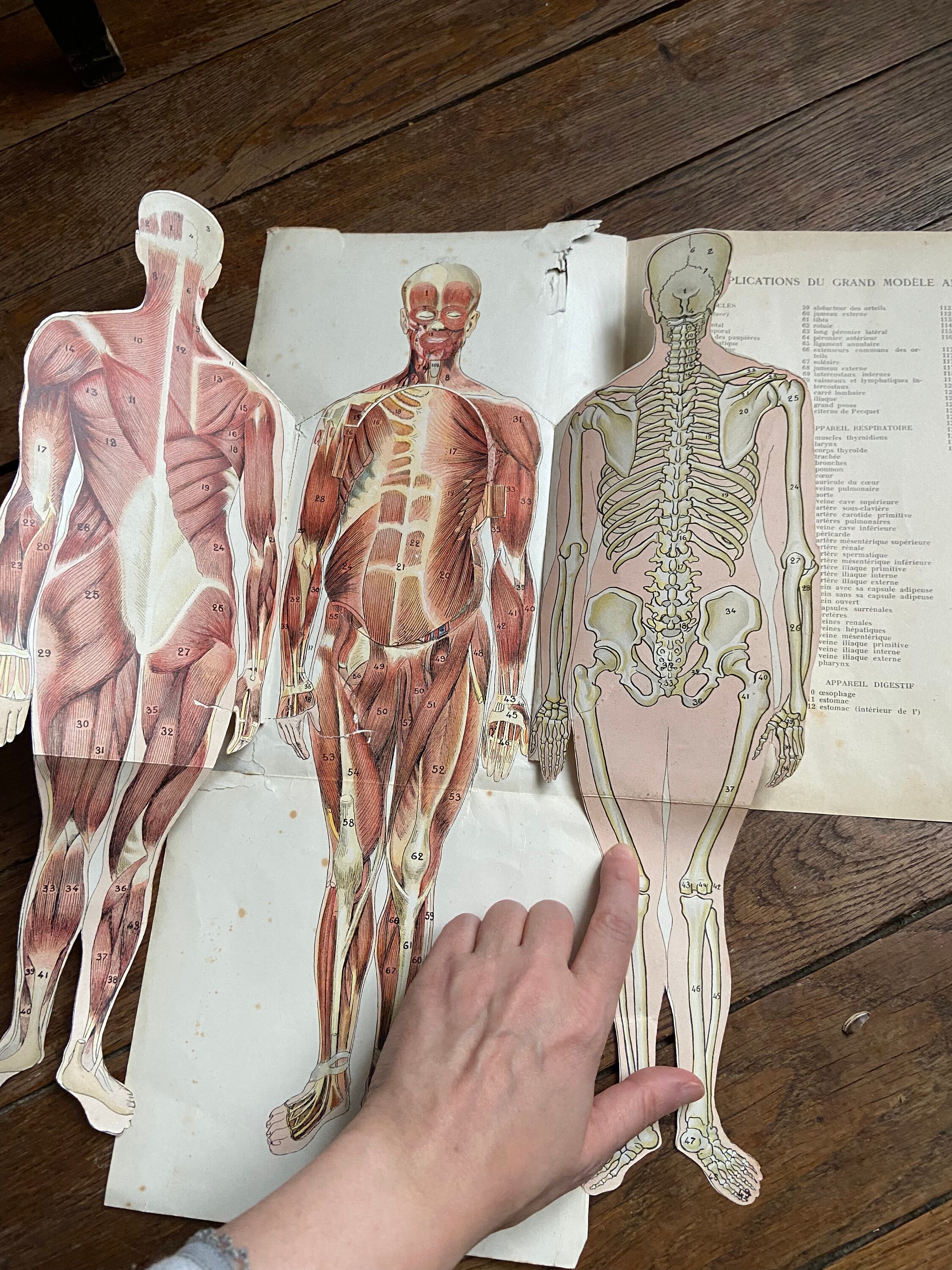 French Vintage Anatomy Pop-up Illustration From the 1920’s of a Man ...