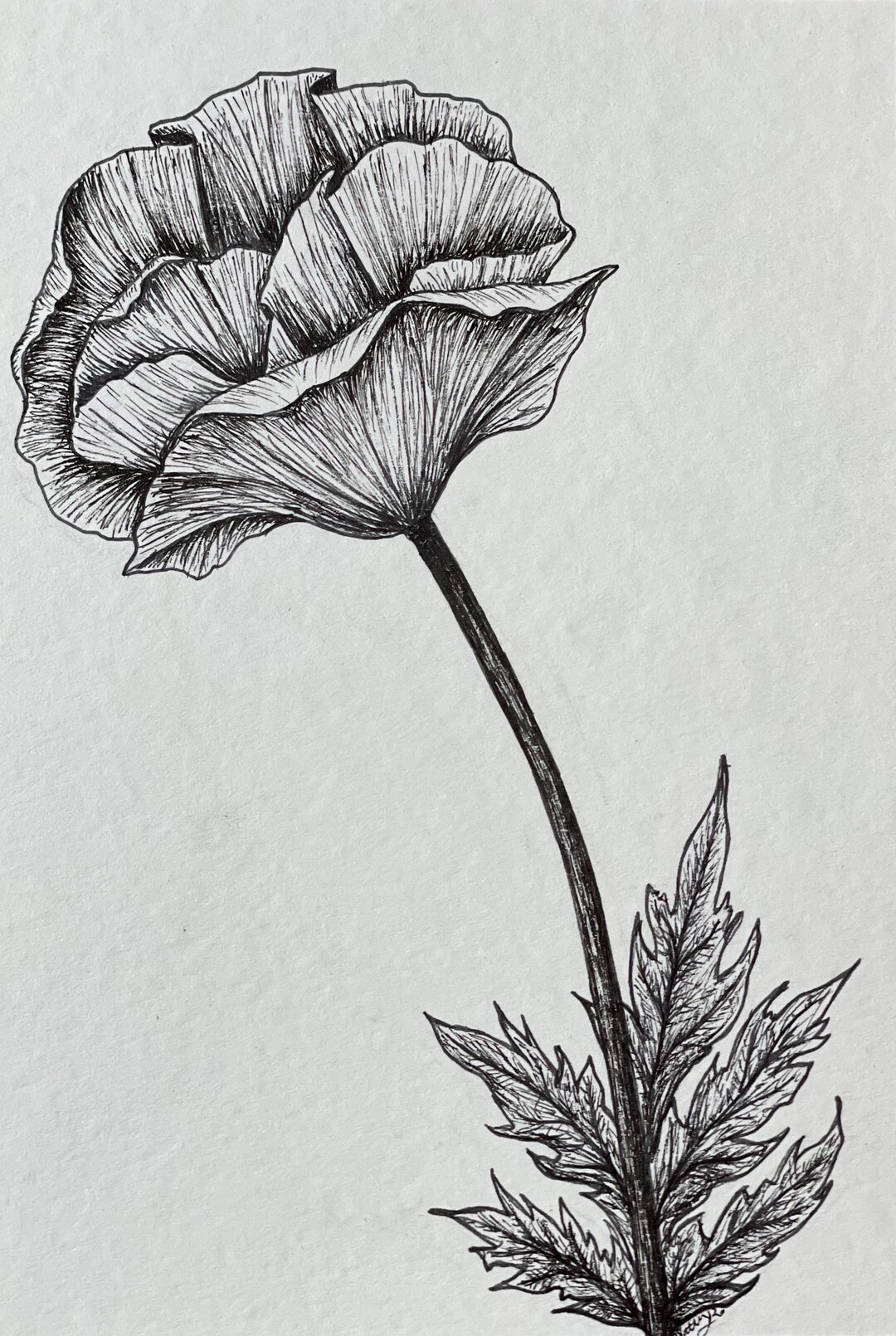 Pen and Ink Poppy Flower Print - Etsy