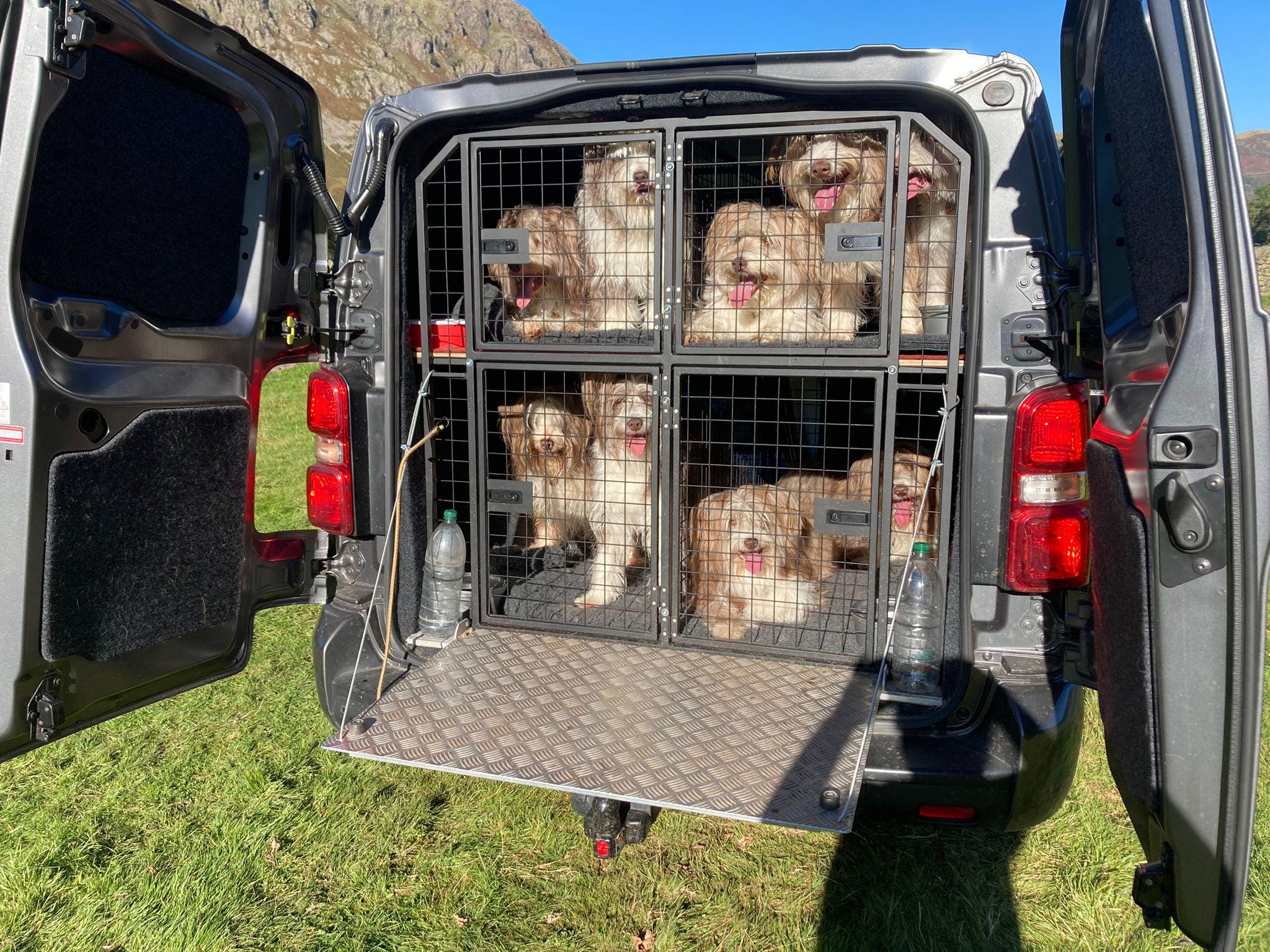 Custom Heavy Duty Dog Cages for Cars, Vans, and Campervans – Ideal for ...