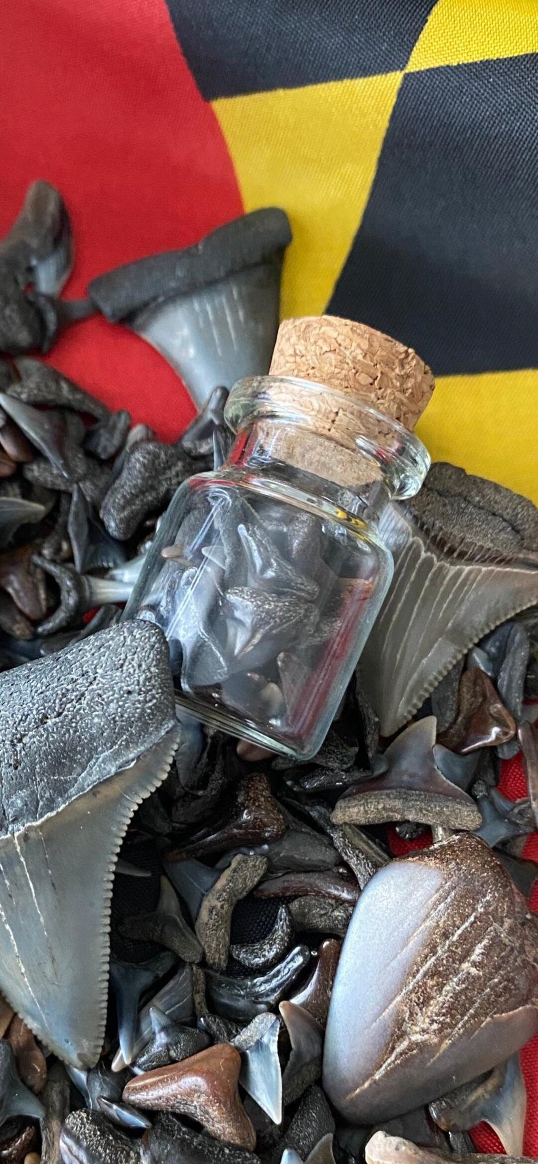 Authentic Sharks Teeth in Glass Bottle - Etsy