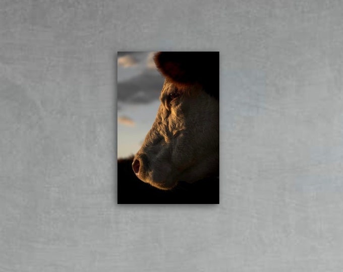 Hereford Cow Head Photo, Cattle Print,bedroom Prints,farm Print, Wall ...