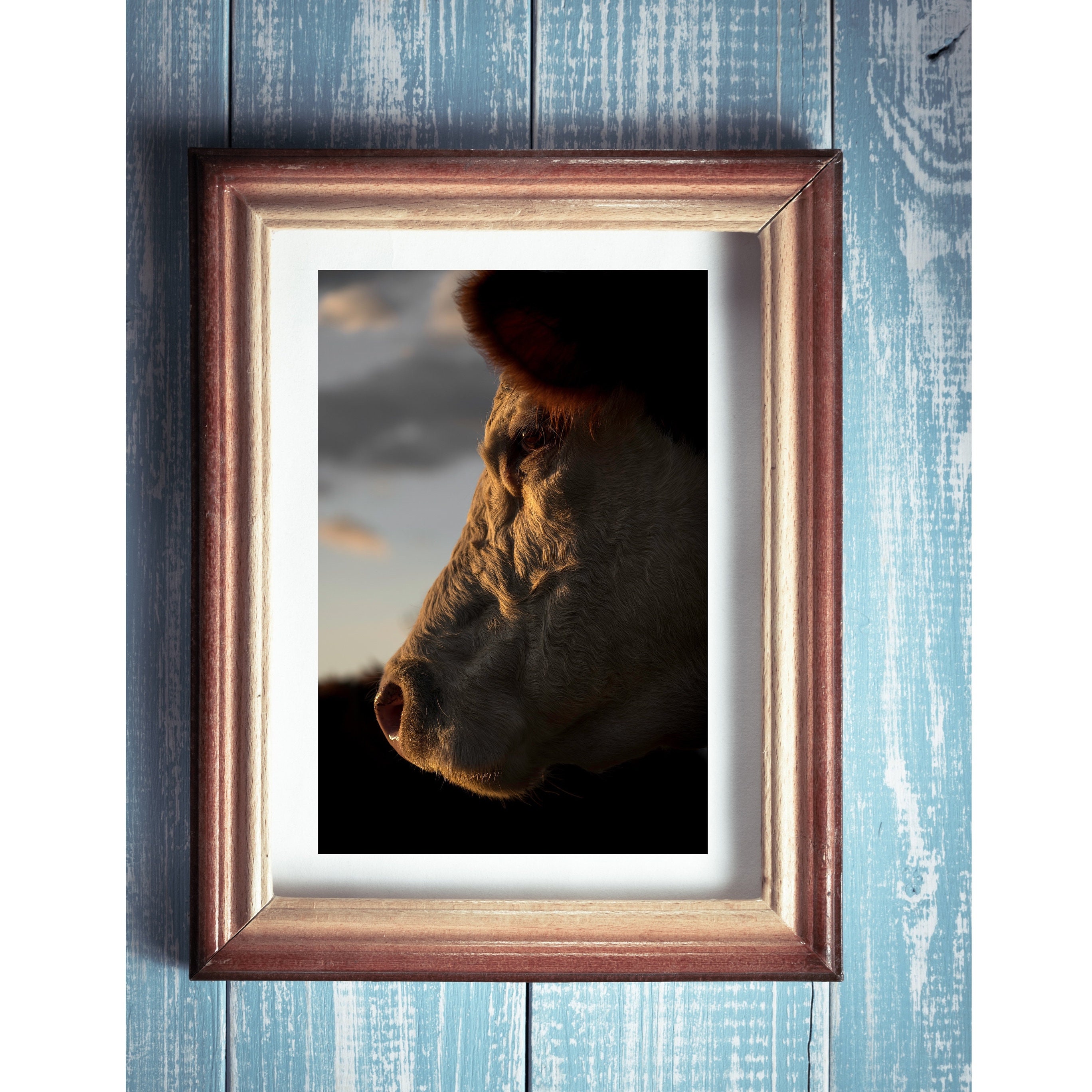 Hereford Cow Head Photo, Cattle Print,bedroom Prints,farm Print, Wall ...