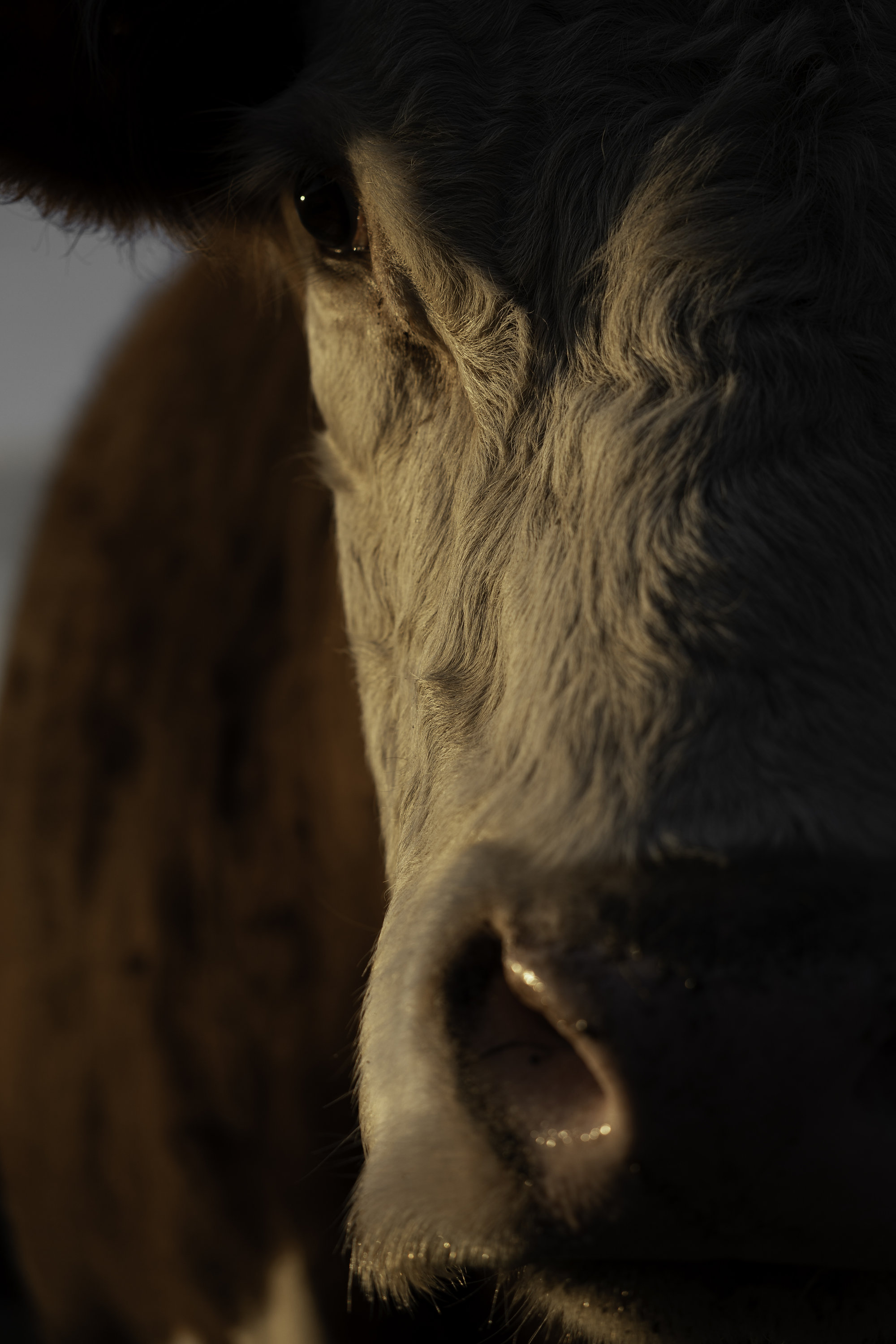 Cow Photo Print Cattle Photography Wall Art Cow Head Photo Beef Cow ...