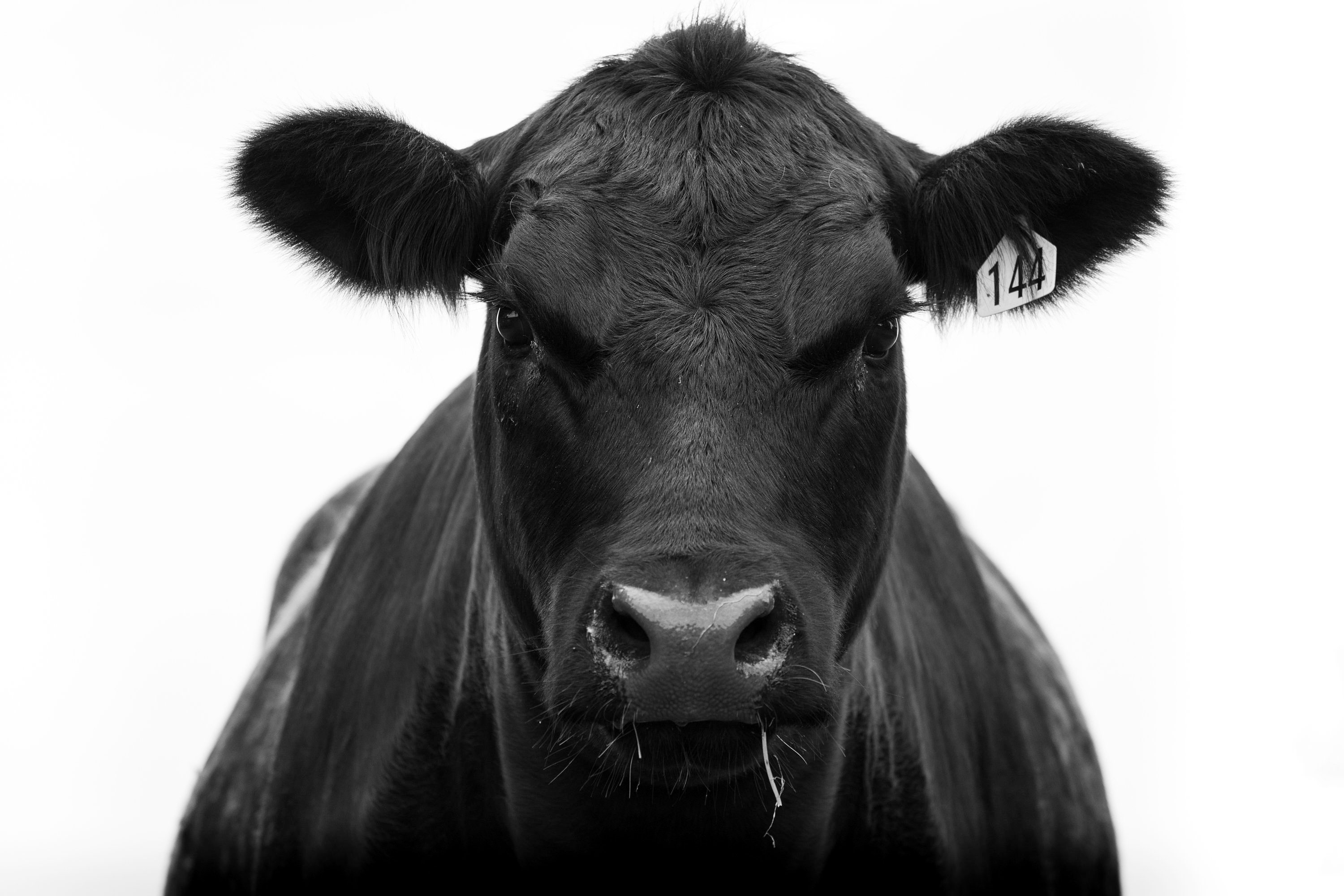 Angus Cow Photo Pack, Angus Cow Head, Living Room Art, Cow Head Print ...