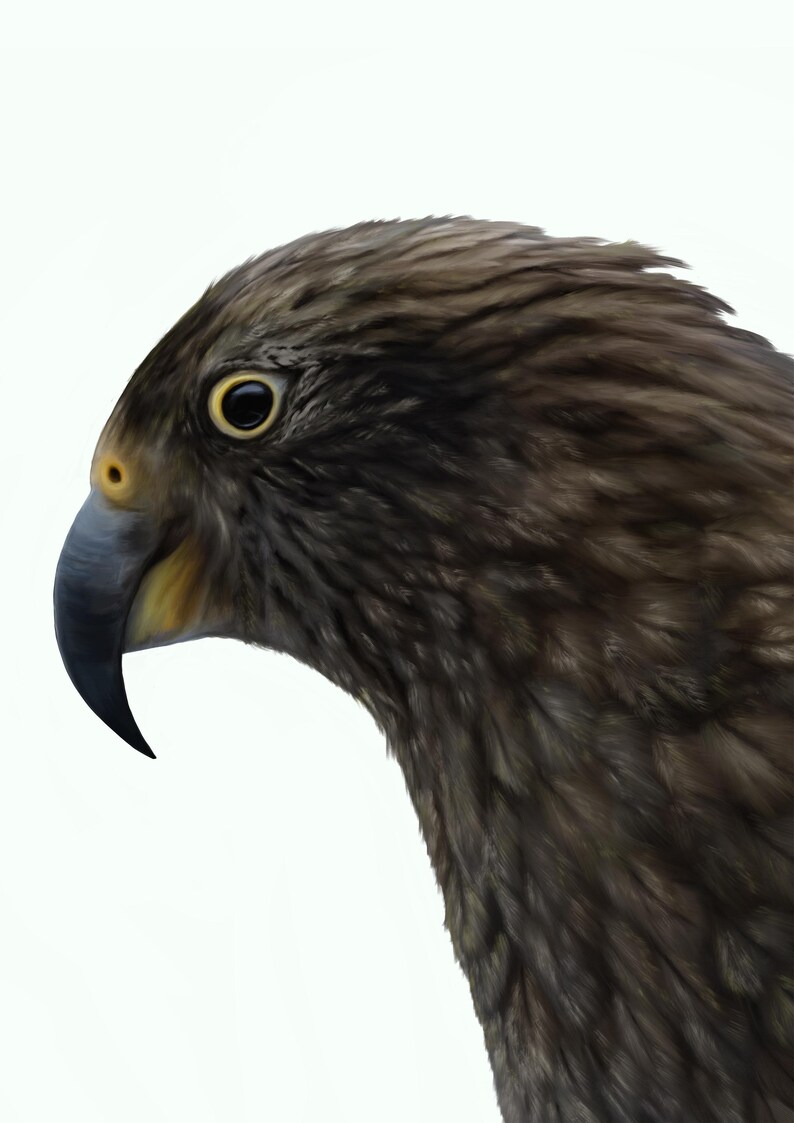 Kea Bird Oil Painting: New Zealand Wall Art (digital Download) - Etsy
