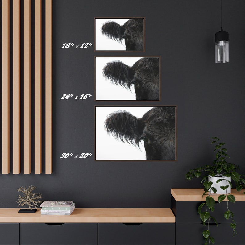 Angus Cow Print: New Zealand Cattle Photography (digital Download ...