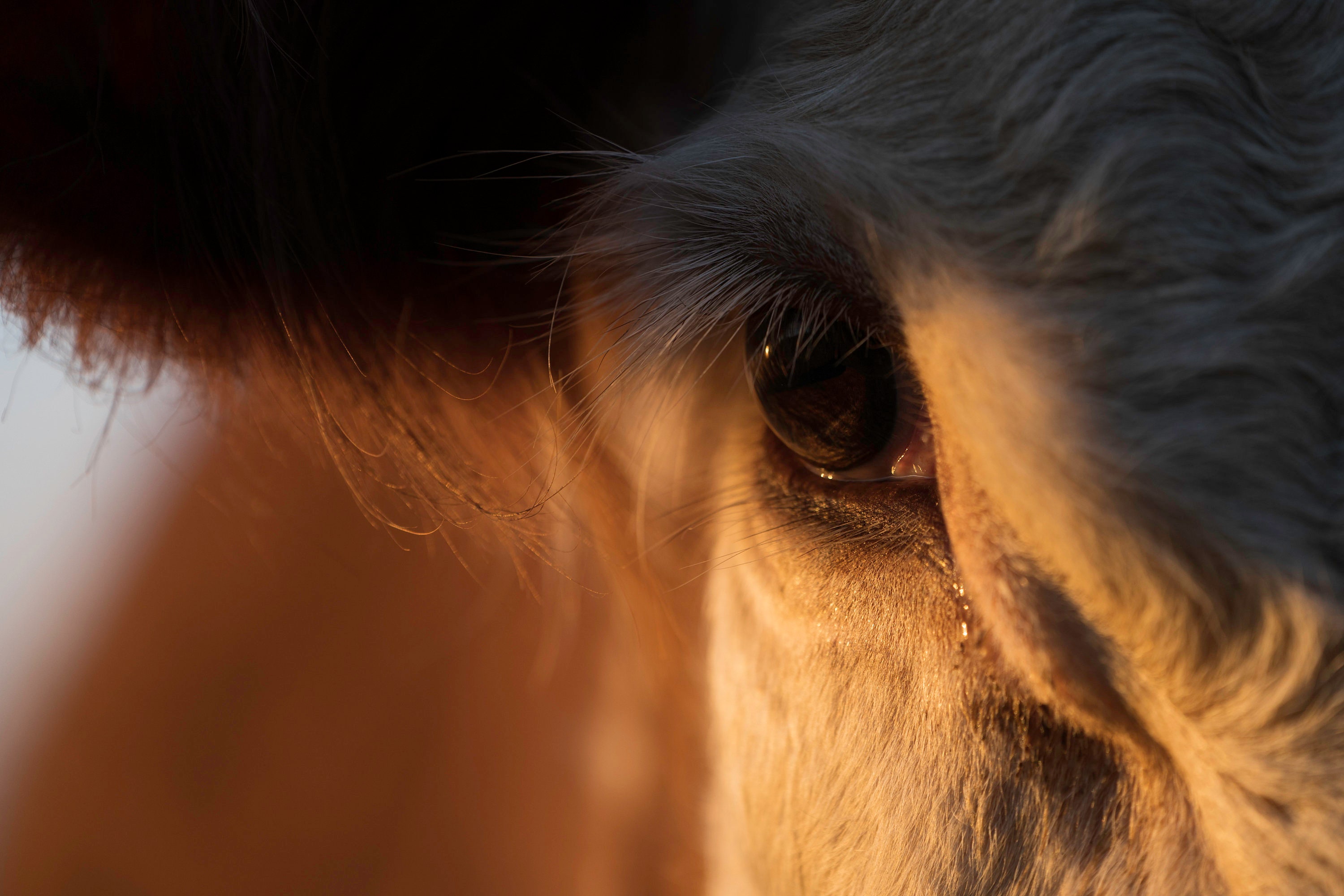 Cow Photo Print Cattle Photography Wall Art Cow Head Photo Beef Cow ...