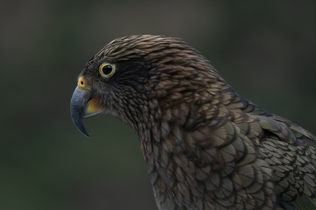Kea Bird Photography, Bird Print,bedroom Prints, Kea Art, Wall Decor ...