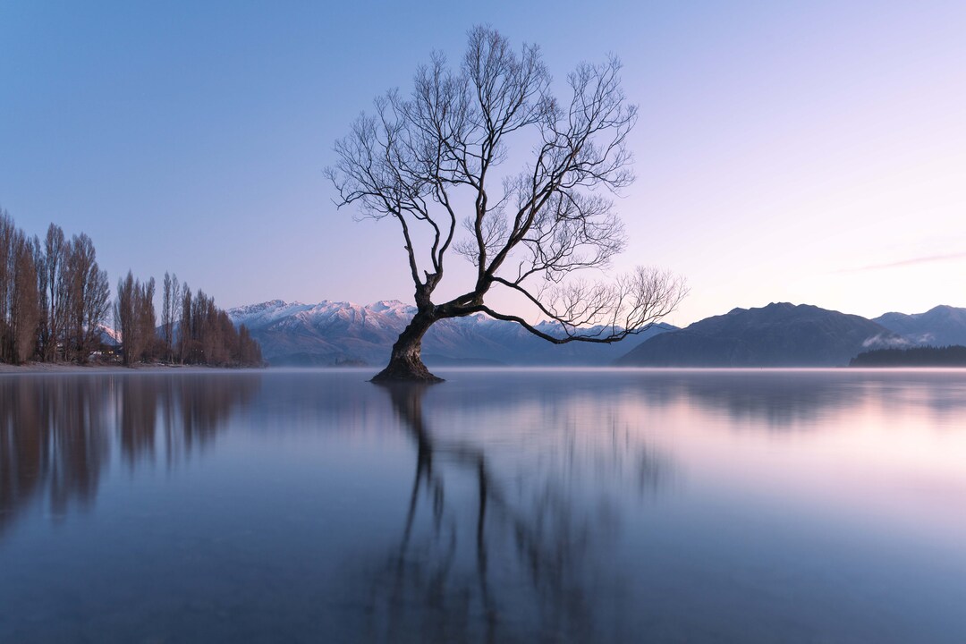 New Zealand Wanaka Tree Photography - Etsy