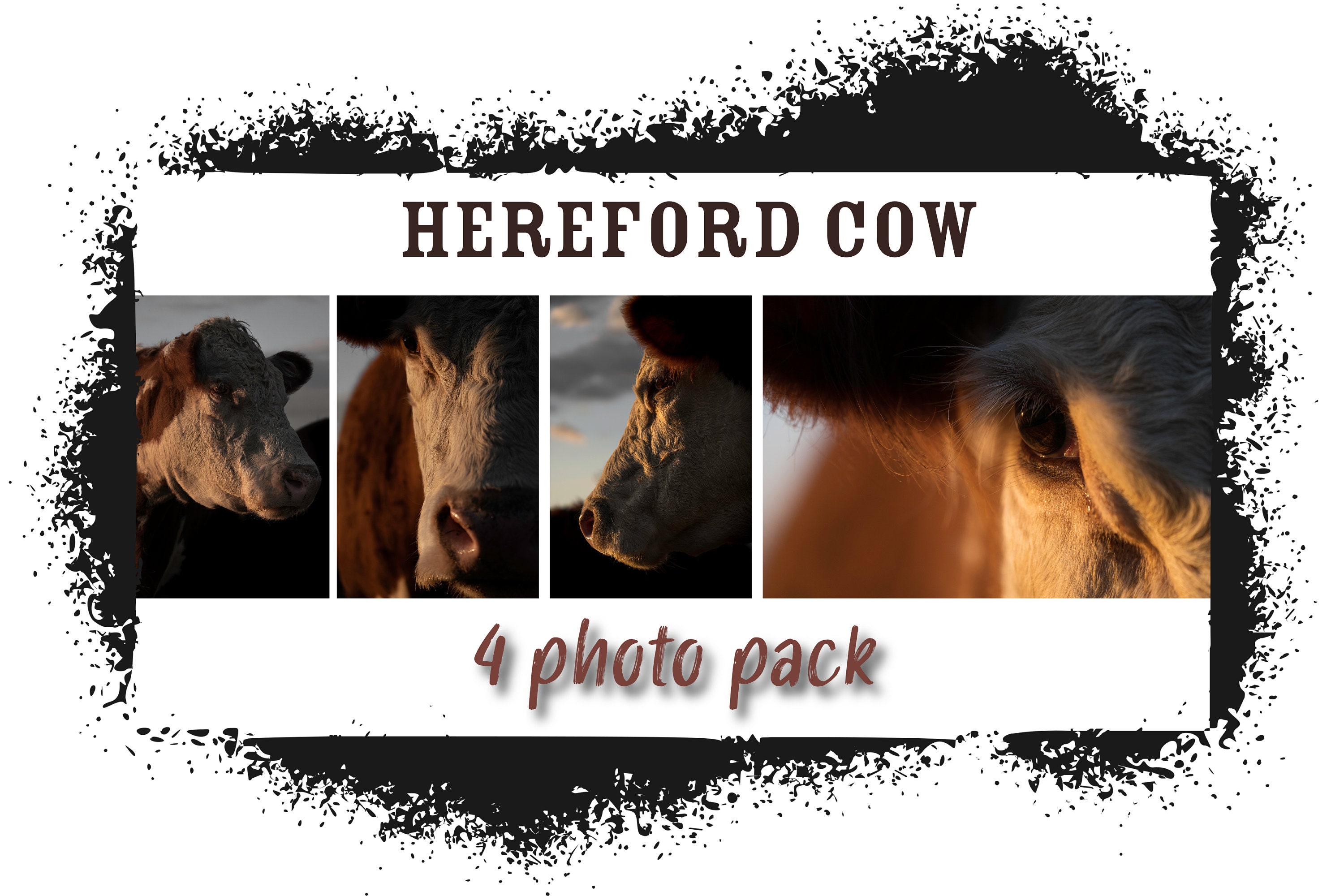 Cow Photo Print Cattle Photography Wall Art Cow Head Photo Beef Cow ...