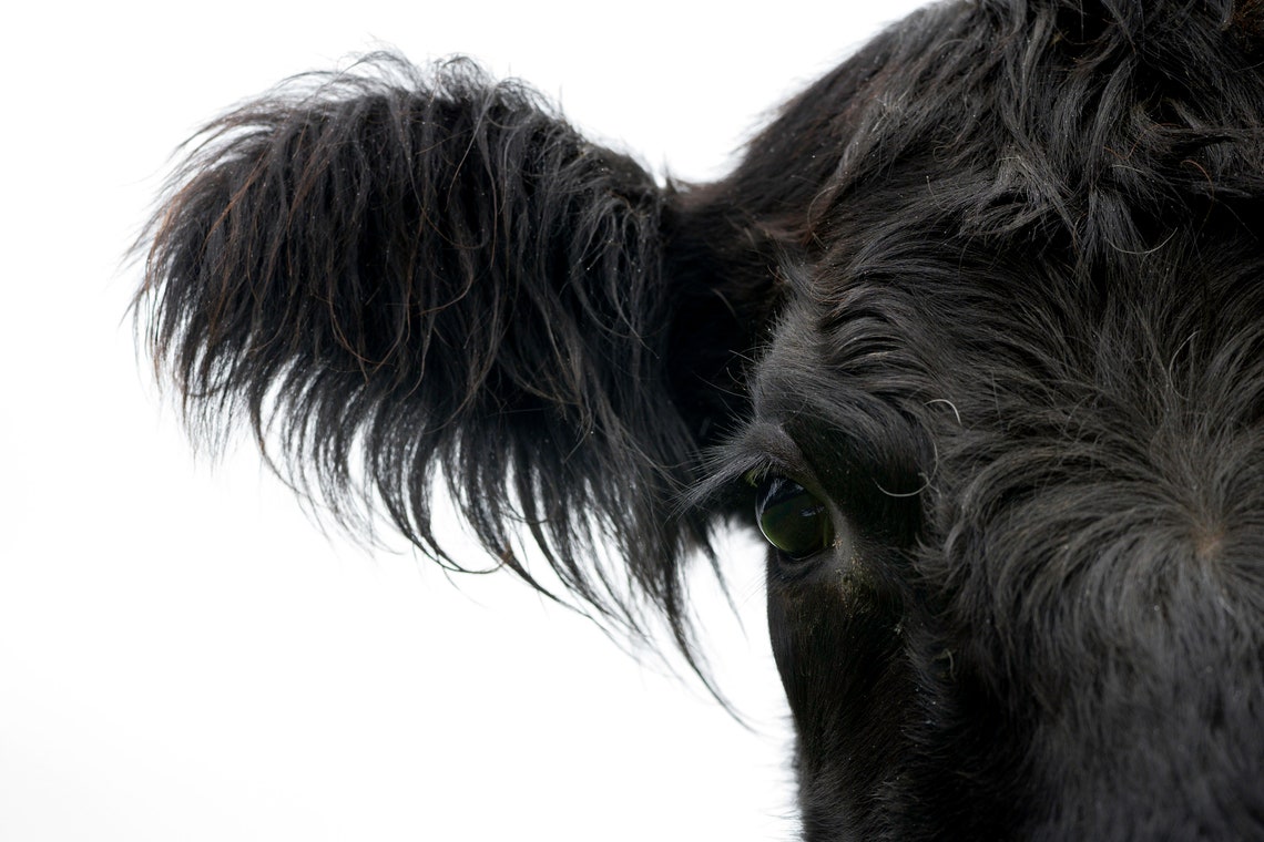 Angus Cow Print: New Zealand Cattle Photography (digital Download ...