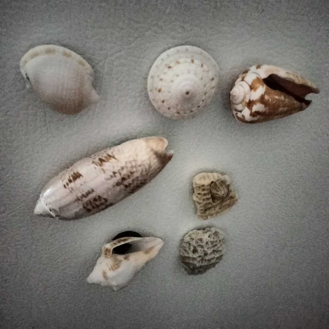 SEVEN SHELL MAGNETS 6 Different Shells and 2 Pieces of Coral Magnets ...