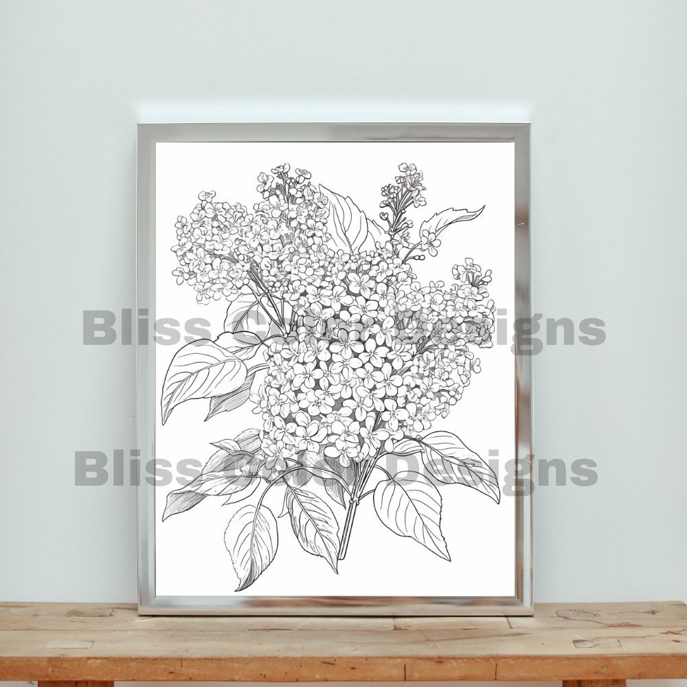20 Simple Realistic Lilacs Coloring Pages Digital PDF/PNG - Etsy
