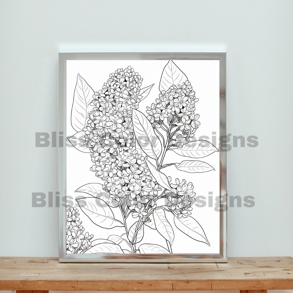 20 Simple Realistic Lilacs Coloring Pages Digital PDF/PNG - Etsy